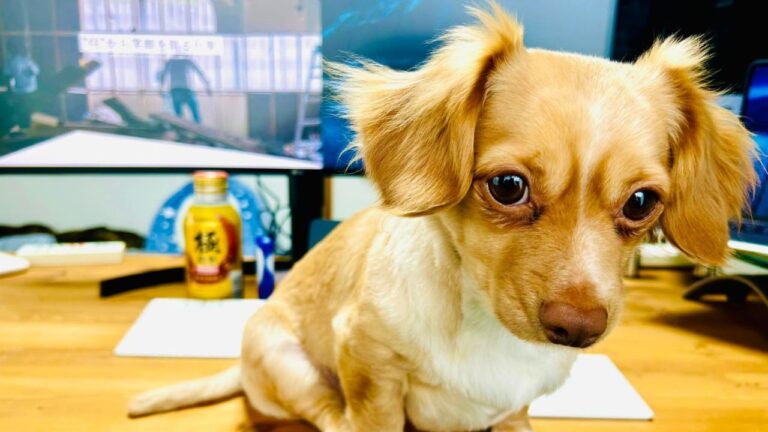 松江の絶品カツ丼を堪能！地元民おすすめの人気店11選 | JIMOHACK（ジモハック）松江市版