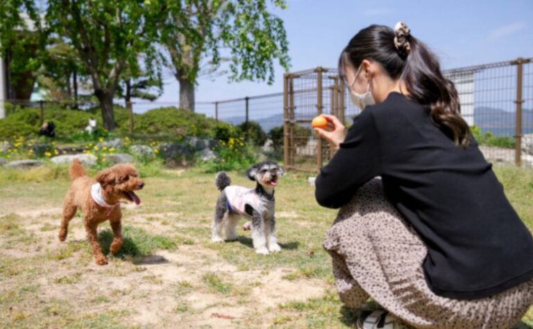 ドッグラン・露天風呂・一棟貸しも！島根の愛犬と泊まれる宿14選 | JIMOHACK（ジモハック）松江市版