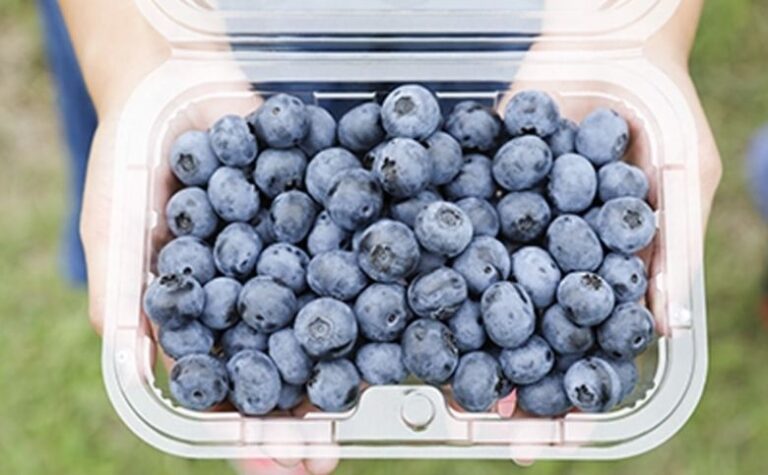 6〜8月シーズン到来｜松江市周辺ブルーベリー・桃・ぶどう狩り | JIMOHACK（ジモハック）松江市版