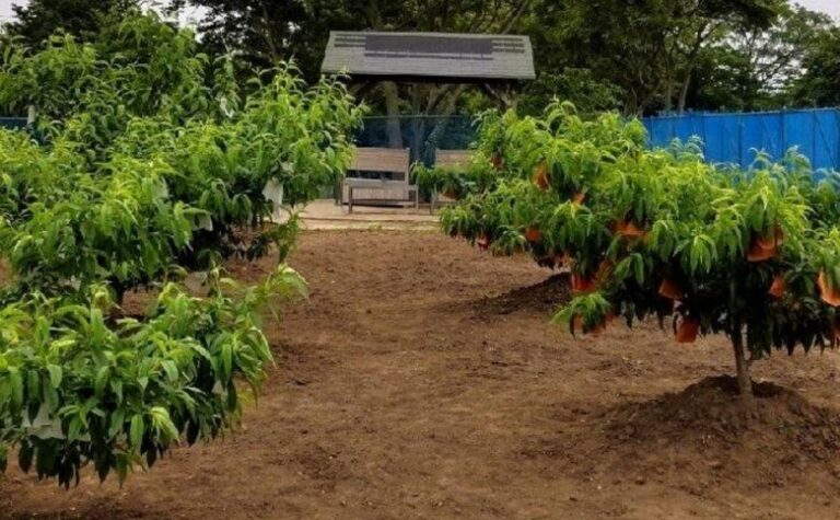 6〜8月シーズン到来｜松江市周辺ブルーベリー・桃・ぶどう狩り | JIMOHACK（ジモハック）松江市版