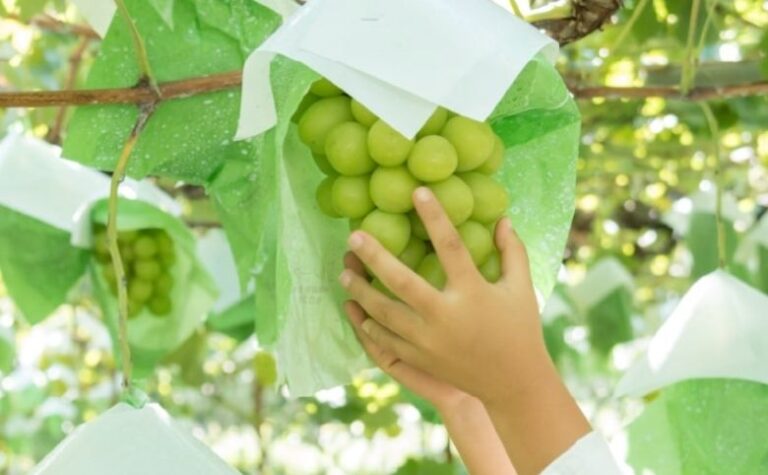 6〜8月シーズン到来｜松江市周辺ブルーベリー・桃・ぶどう狩り | JIMOHACK（ジモハック）松江市版