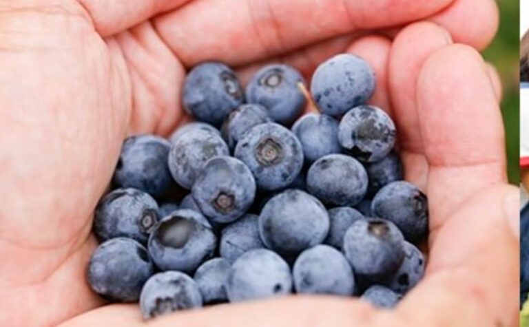 6〜8月シーズン到来｜松江市周辺ブルーベリー・桃・ぶどう狩り | JIMOHACK（ジモハック）松江市版