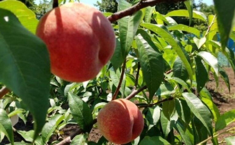 6〜8月シーズン到来｜松江市周辺ブルーベリー・桃・ぶどう狩り | JIMOHACK（ジモハック）松江市版