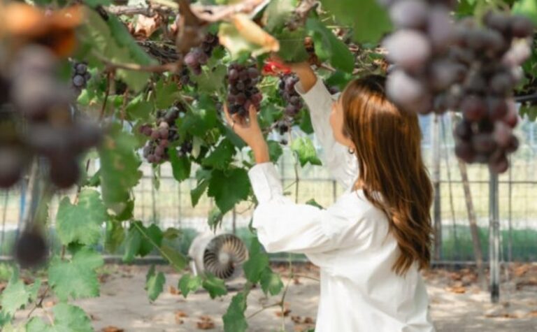 6〜8月シーズン到来｜松江市周辺ブルーベリー・桃・ぶどう狩り | JIMOHACK（ジモハック）松江市版