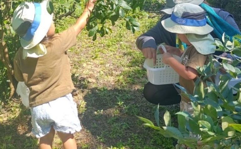 6〜8月シーズン到来｜松江市周辺ブルーベリー・桃・ぶどう狩り | JIMOHACK（ジモハック）松江市版